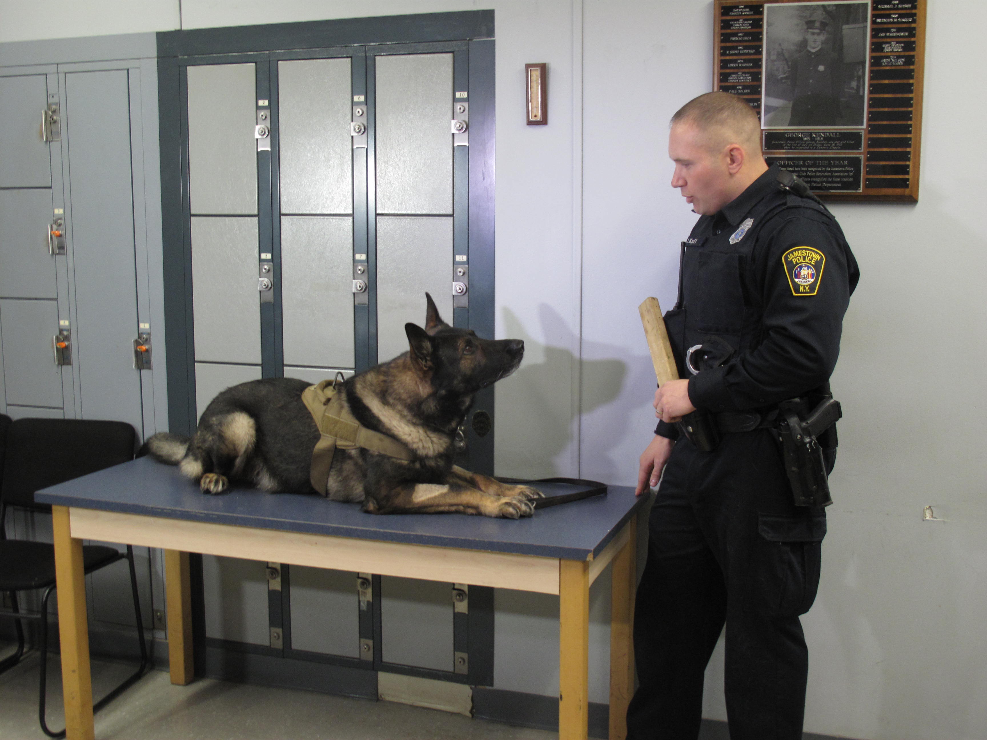 Injured Police Dog Recovering, Will Lead Christmas Parade | News ...